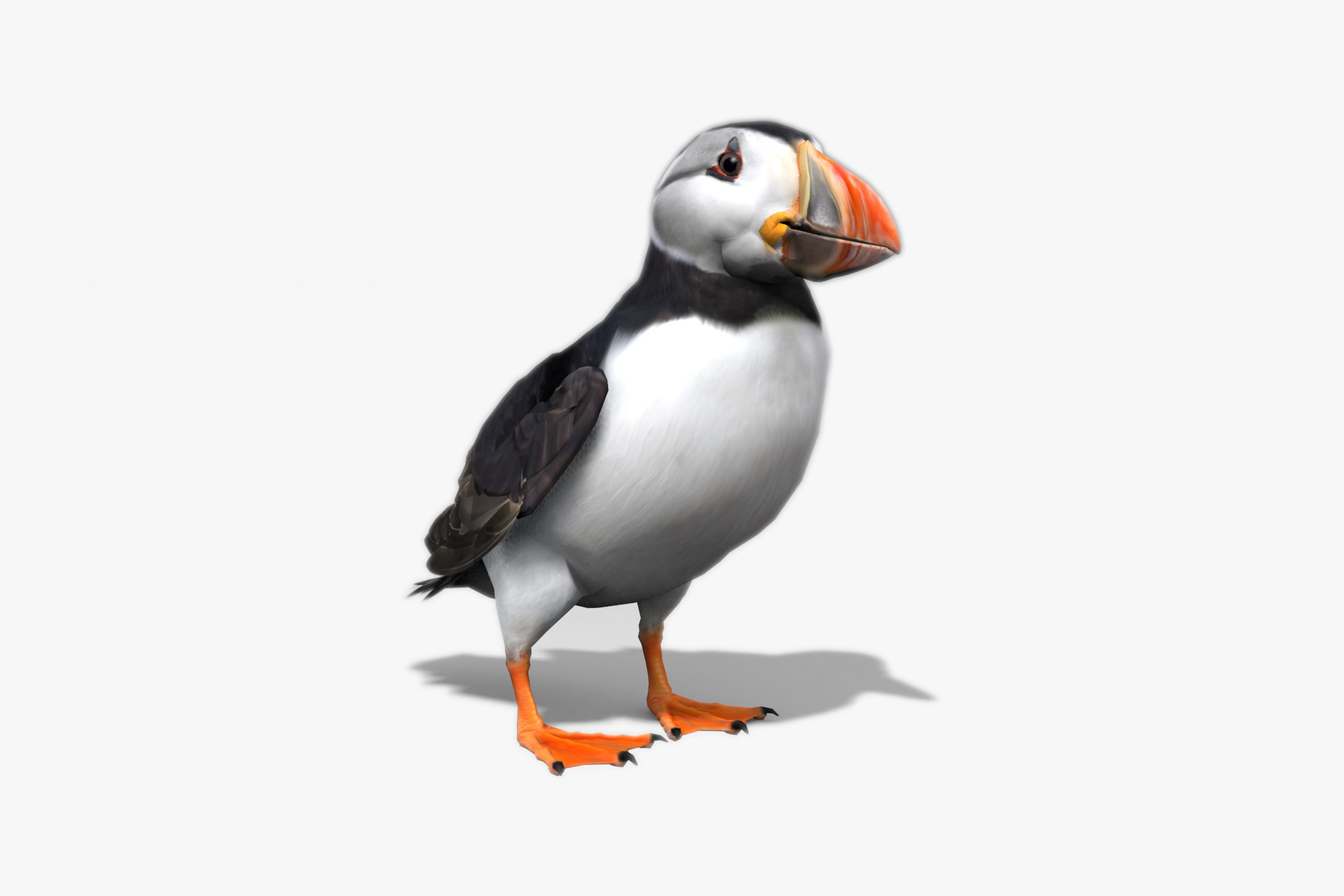 Puffin | Characters | Unity Asset Store