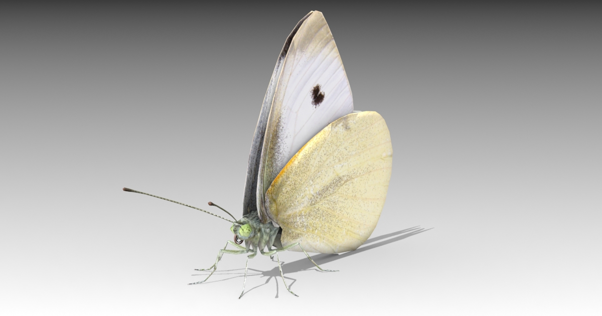 White butterfly | Characters | Unity Asset Store