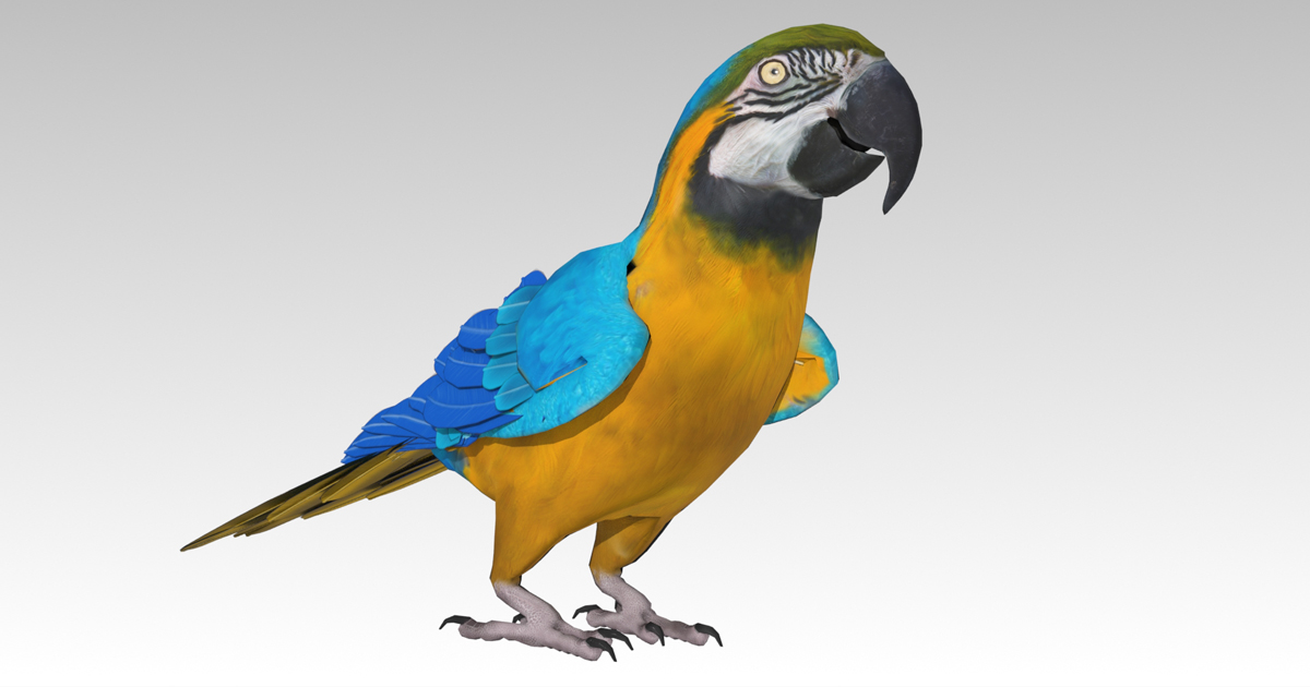Blue and Yellow Macaw | Characters | Unity Asset Store