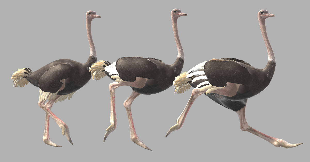 Ostrich | Characters | Unity Asset Store