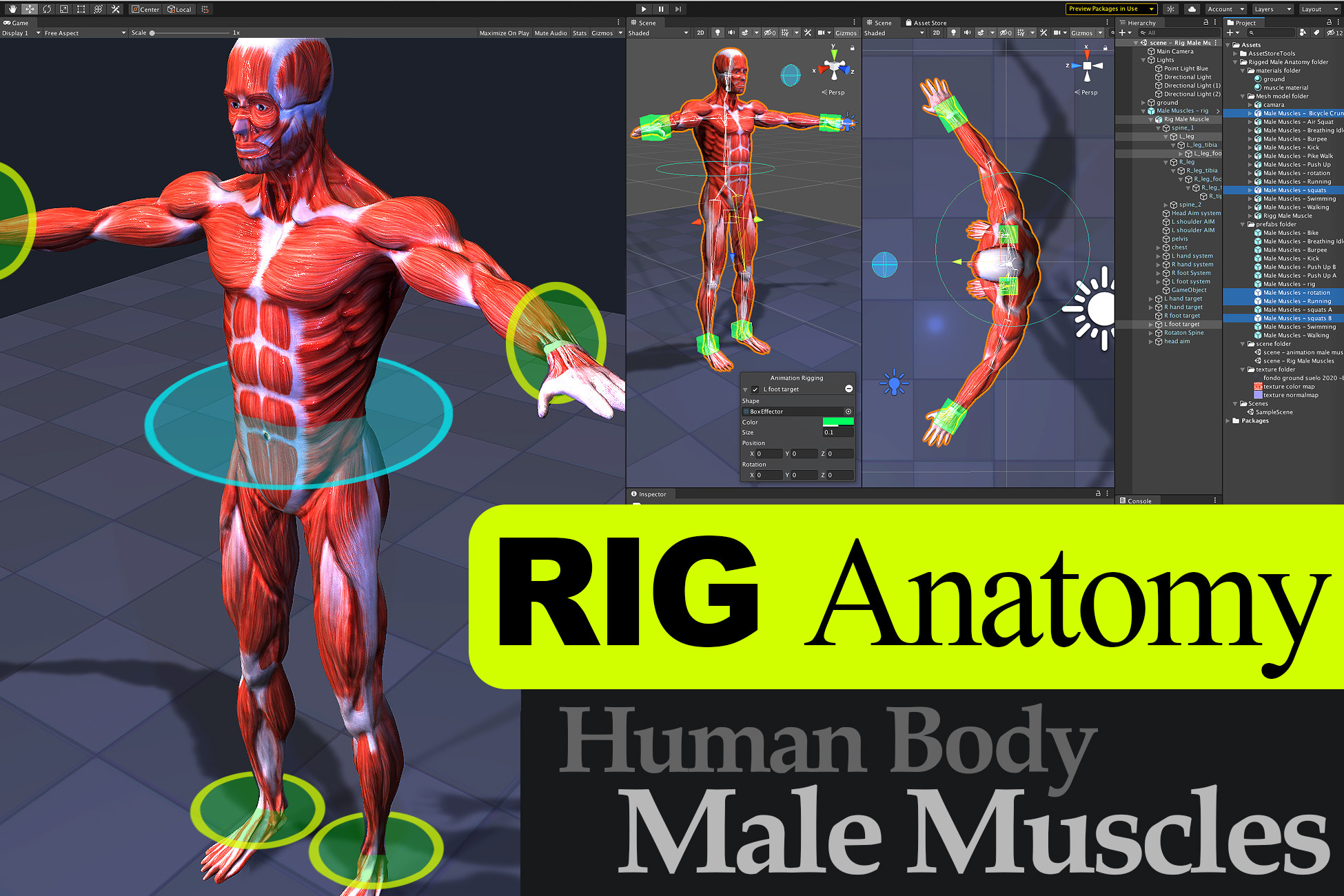 Rig Anatomy Male Muscles | 3D Characters | Unity Asset Store