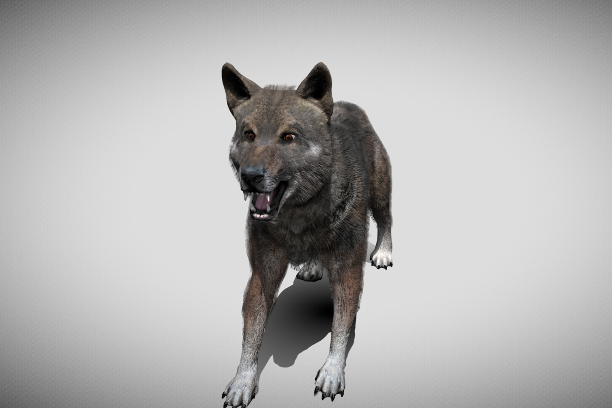Wolf with animations | 角色 | Unity Asset Store