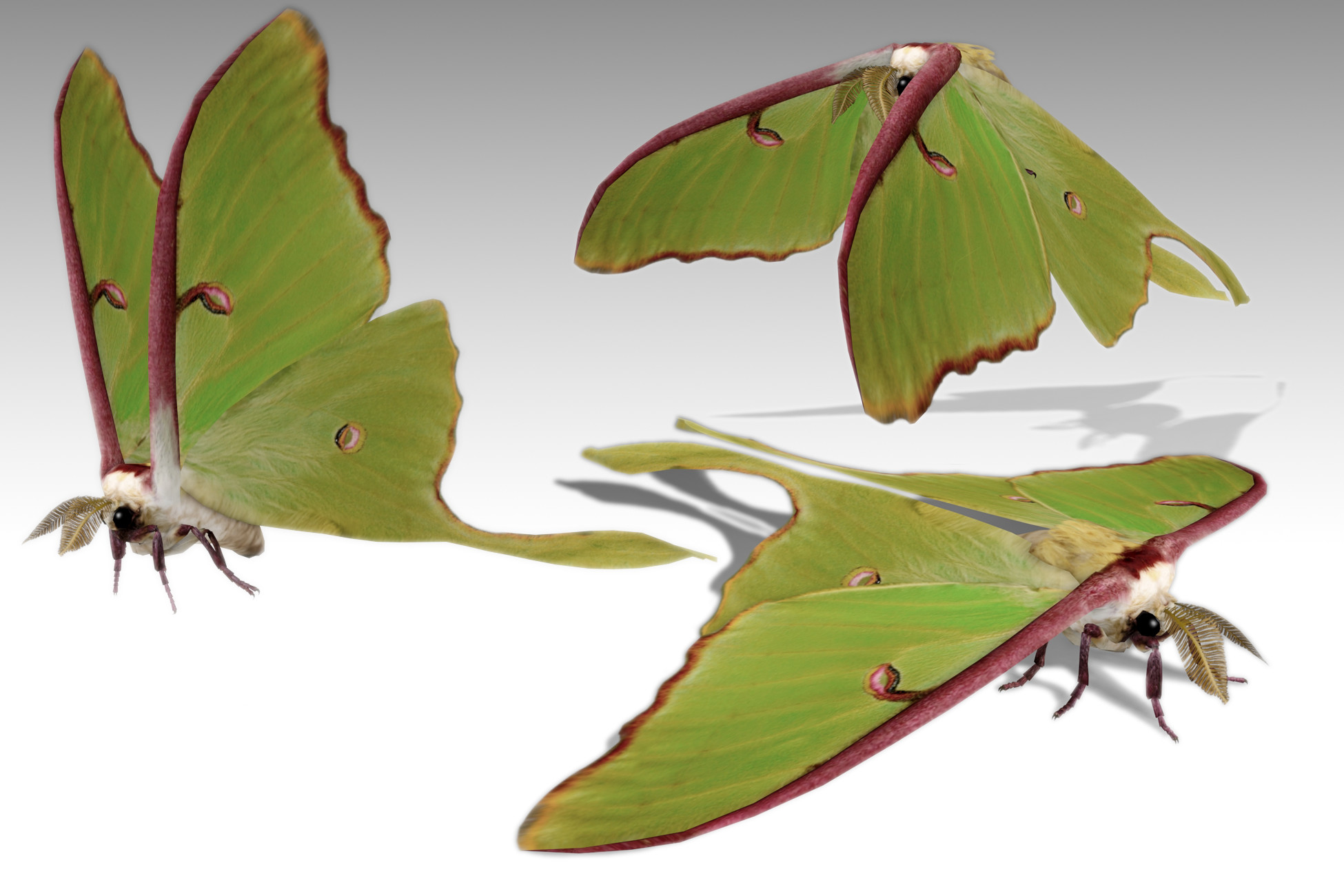 Luna Moth | Characters | Unity Asset Store