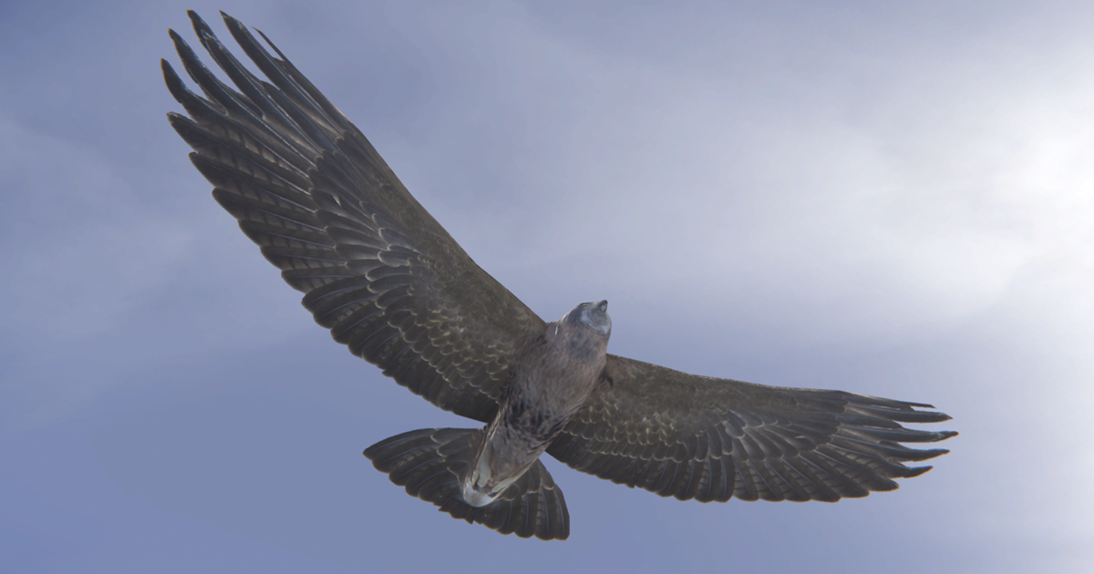 Soaring birds - animals for environment | Characters | Unity Asset Store