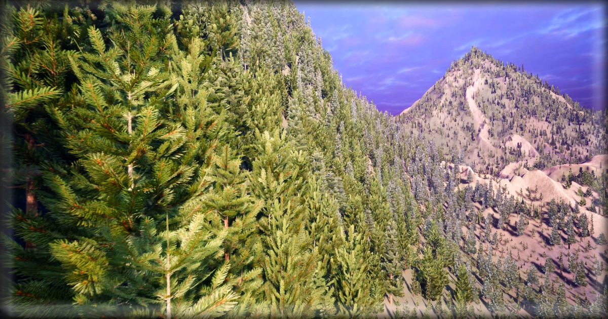 Pine Spruce Coniferous Trees Pack | 3D Trees | Unity Asset Store