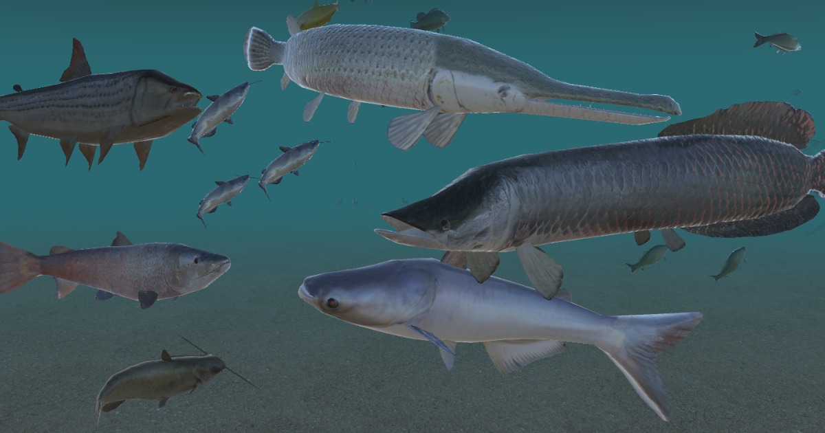 Freshwater fish complete pack | Characters | Unity Asset Store