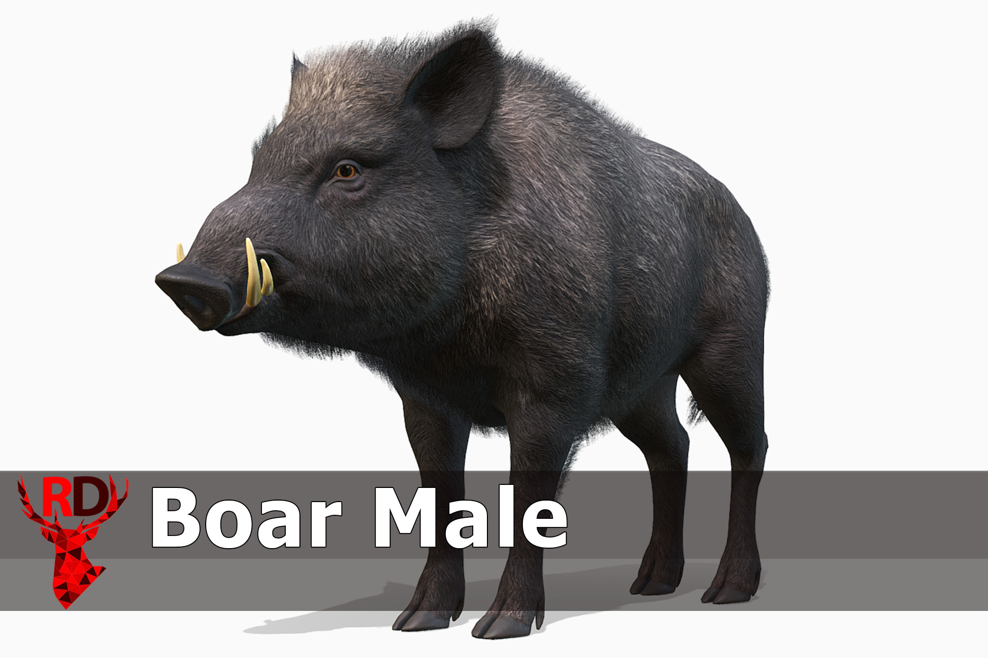 Wild Boar - Male | 캐릭터 | Unity Asset Store