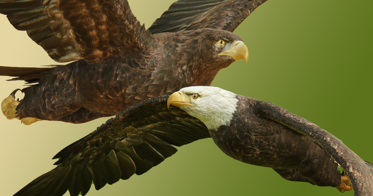 Animated Eagles Pack v3 | Characters | Unity Asset Store