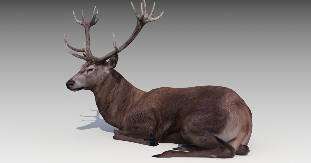 Red deer | Characters | Unity Asset Store
