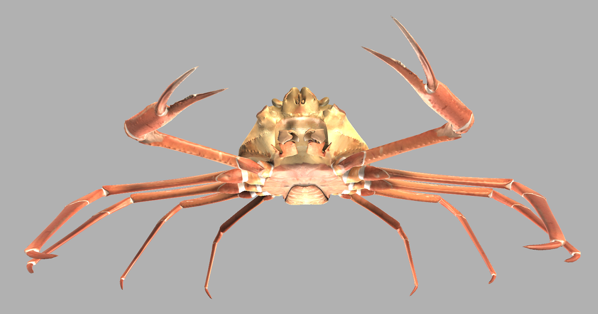 Snow Crab (Chionoecetes) | 3D Animals | Unity Asset Store