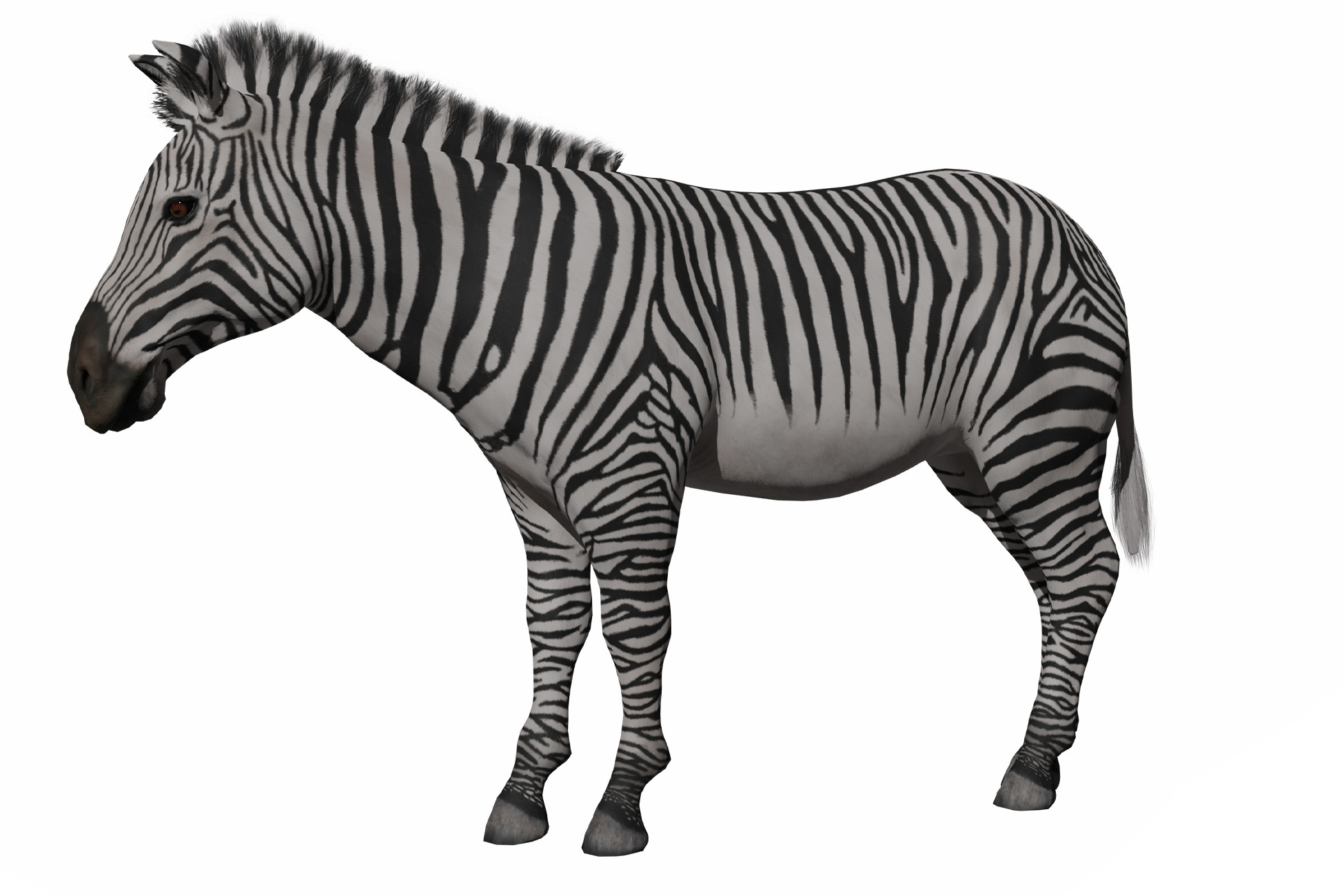 Zebra african | Characters | Unity Asset Store