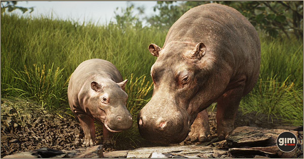 Animalia - Hippopotamus (pack) | 3D Animals | Unity Asset Store