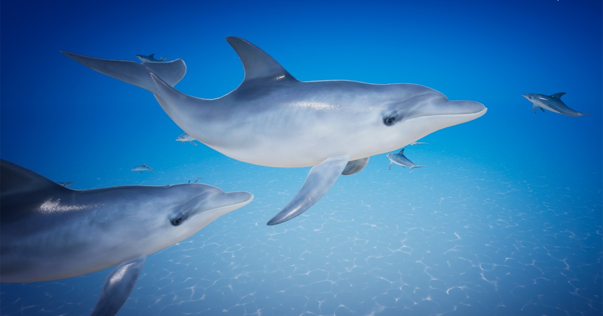 Dolphin with Spline System | Characters | Unity Asset Store