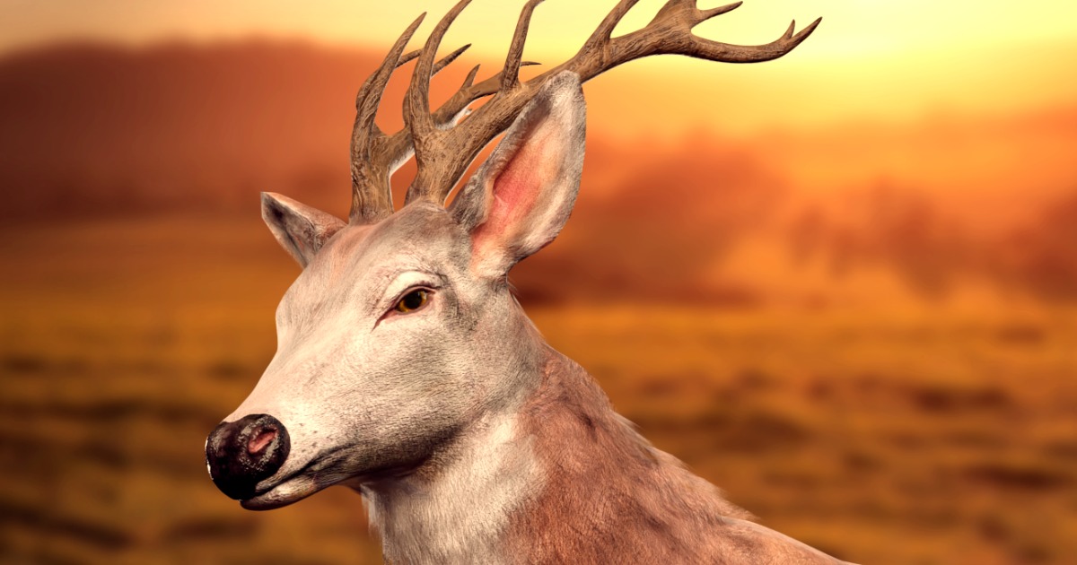 Lowpoly Deer with Fur | Characters | Unity Asset Store