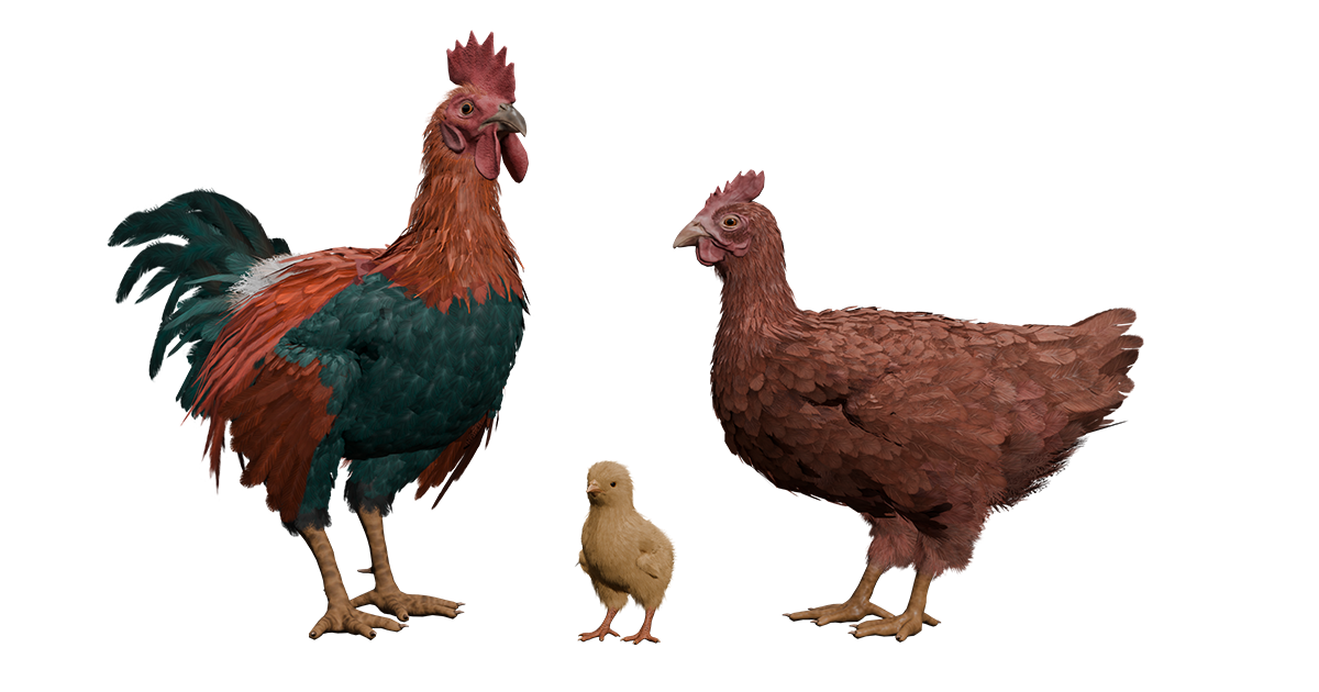 Pack of feathered chickens | Characters | Unity Asset Store