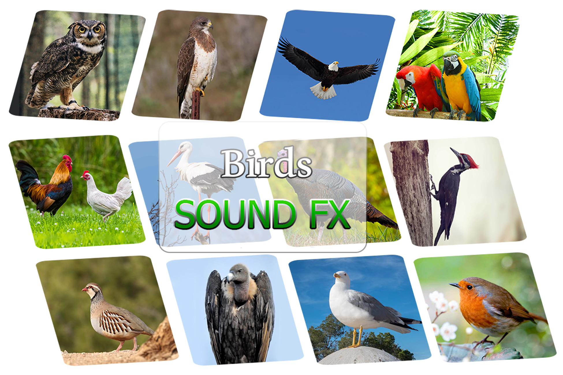 Birds SFX | Animals Sound FX | Unity Asset Store