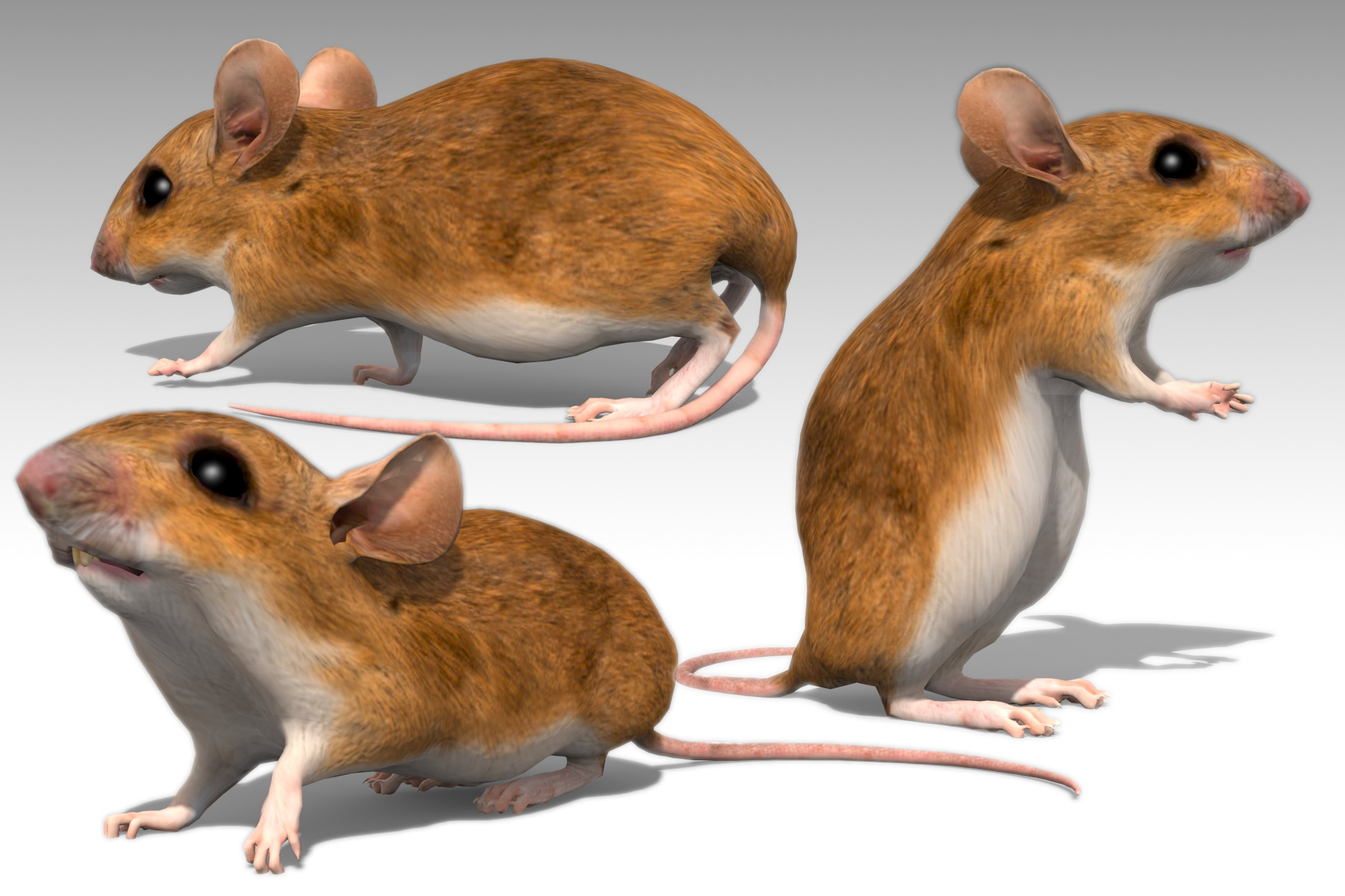 Mouse Animated | Characters | Unity Asset Store