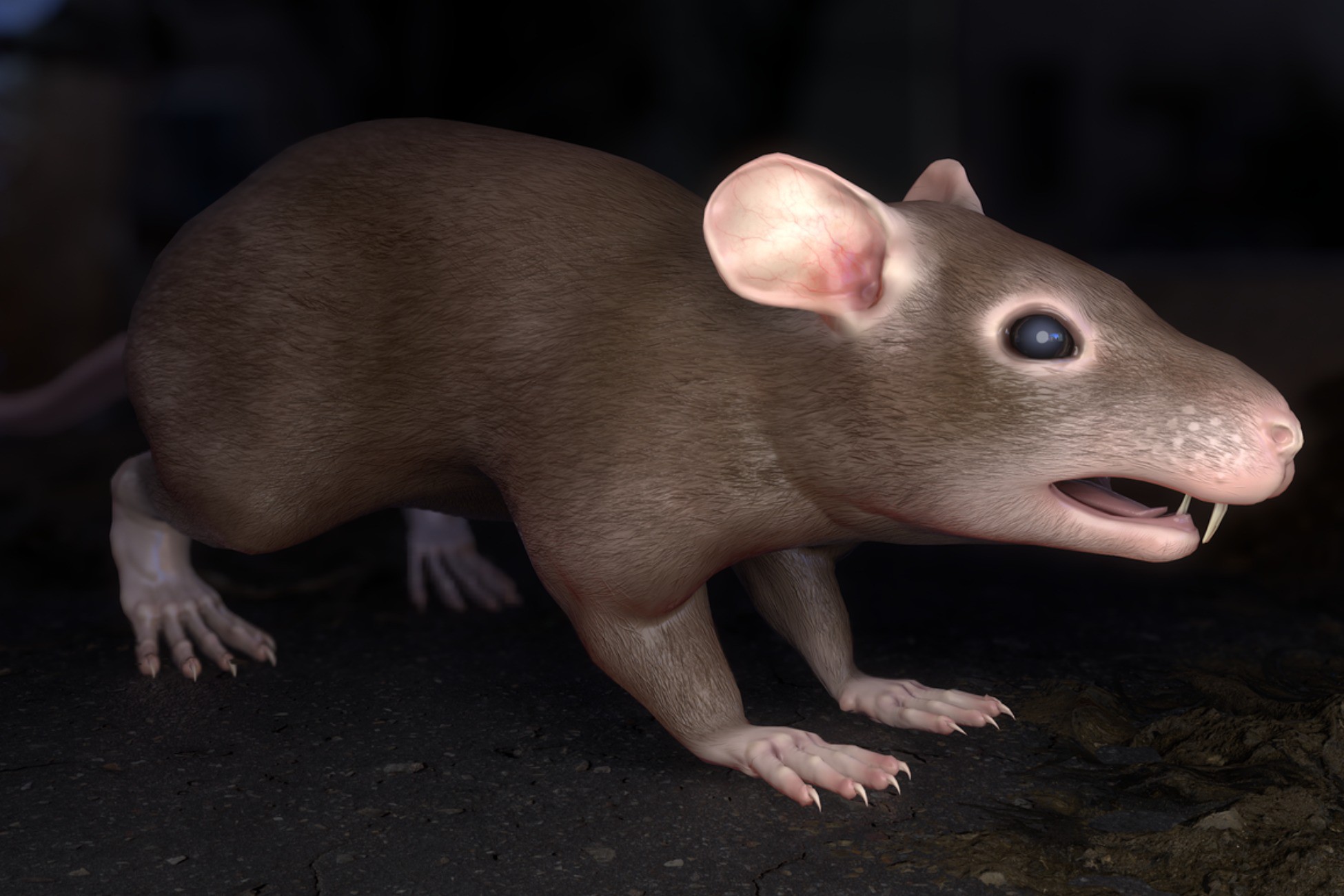 Common Rats Pack | Characters | Unity Asset Store