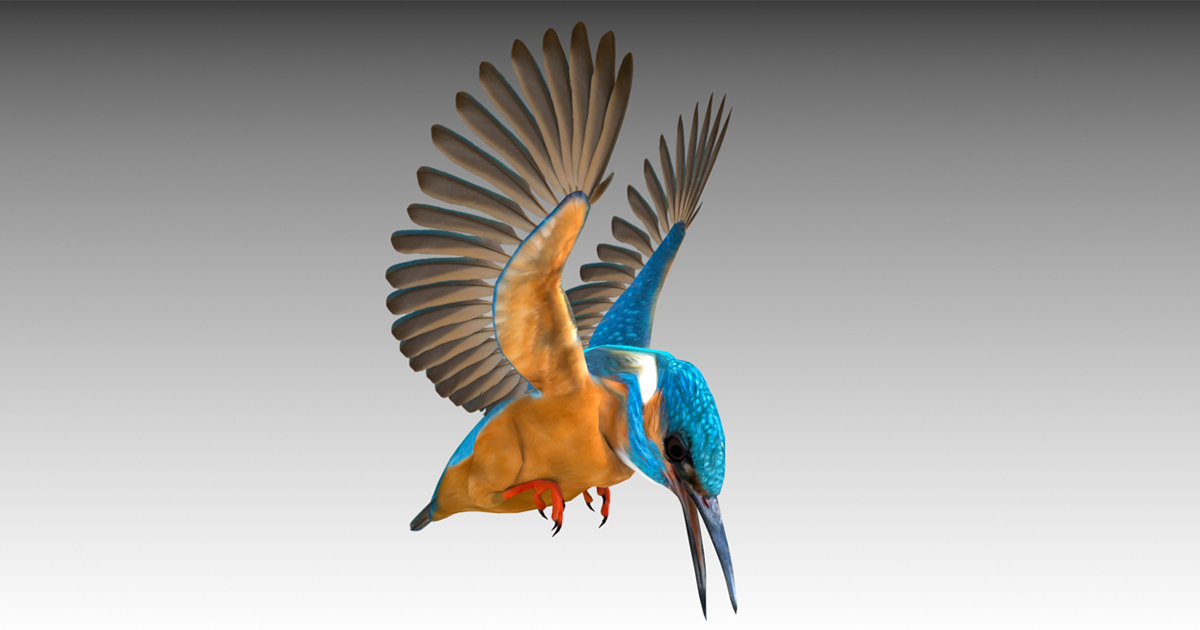 Kingfisher | Characters | Unity Asset Store