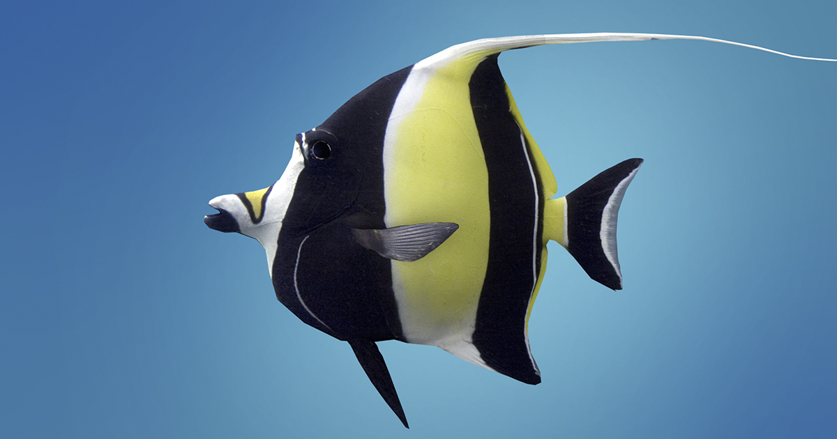 Moorish Idol | Characters | Unity Asset Store