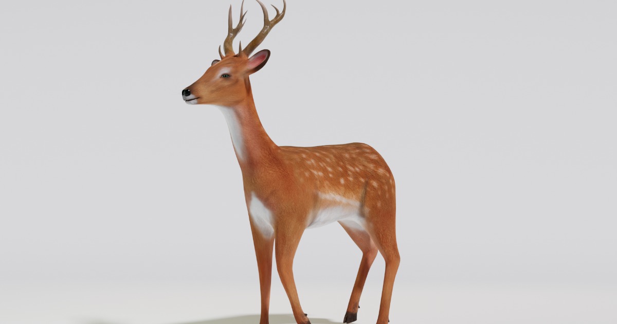 Deer Lowpoly | Characters | Unity Asset Store