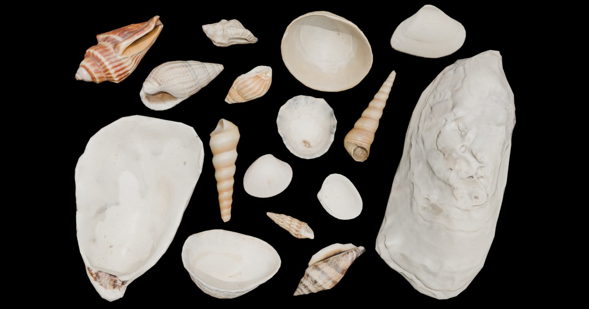 SeaShells Pack Vol 2 | 3D Exterior | Unity Asset Store