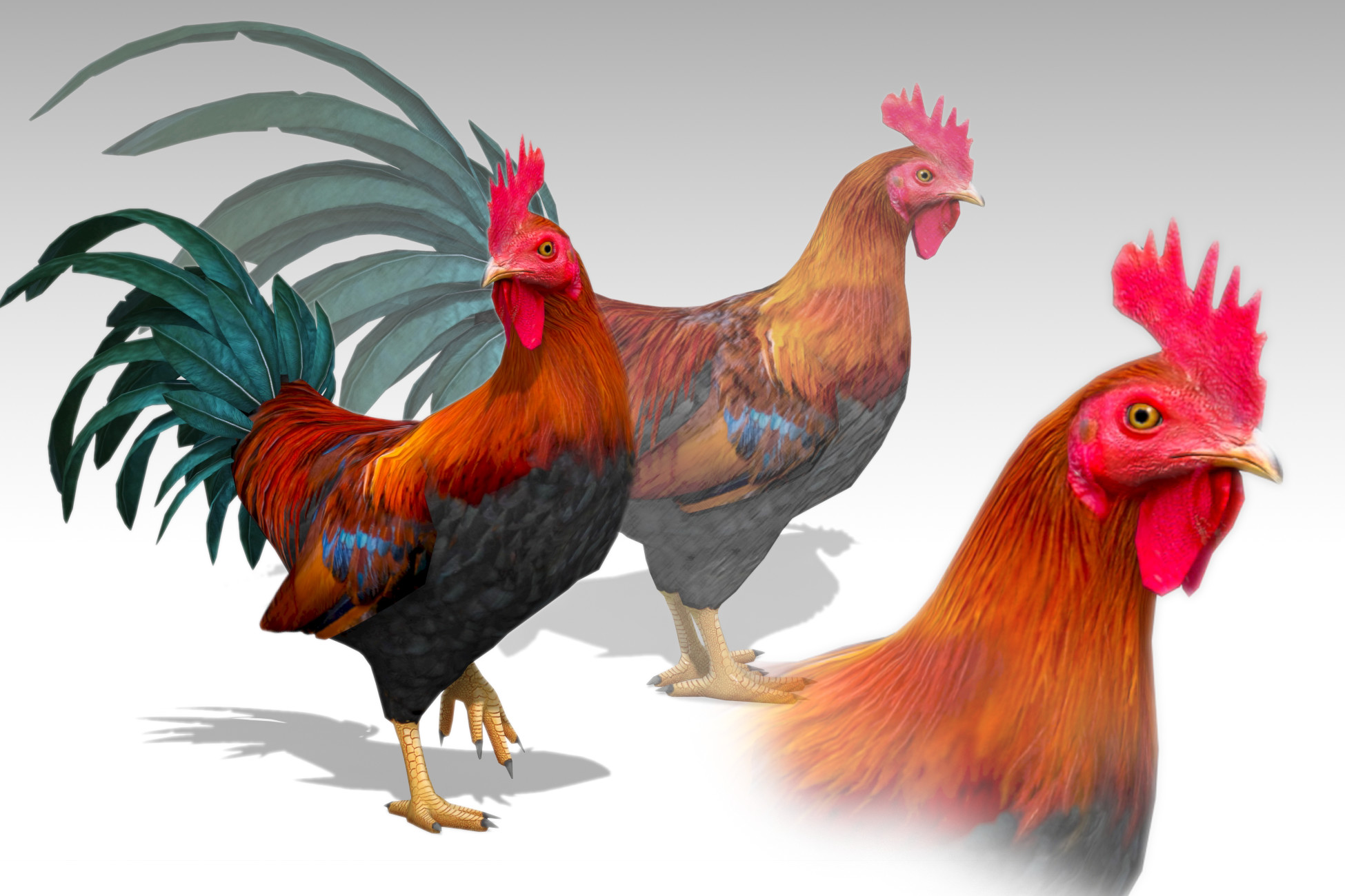 Rooster Animated | Characters | Unity Asset Store