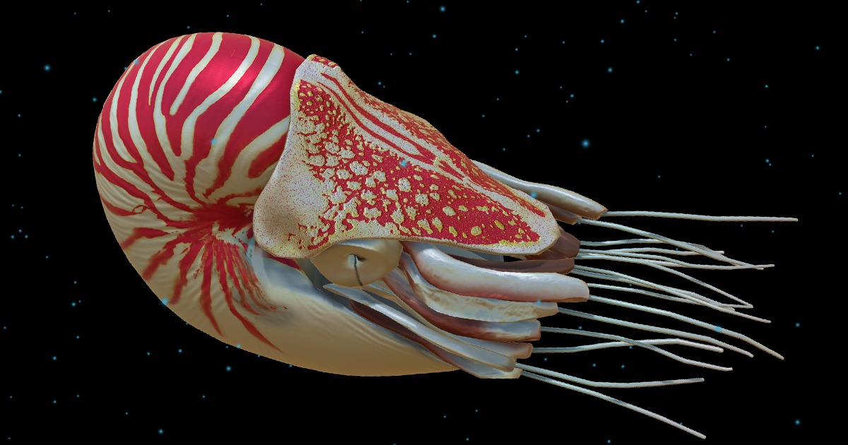 Nautilus : Deep Sea Life | 3D Animals | Unity Asset Store