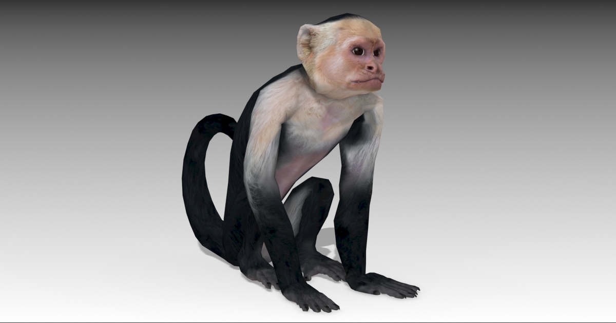 Capuchin Monkey | Characters | Unity Asset Store