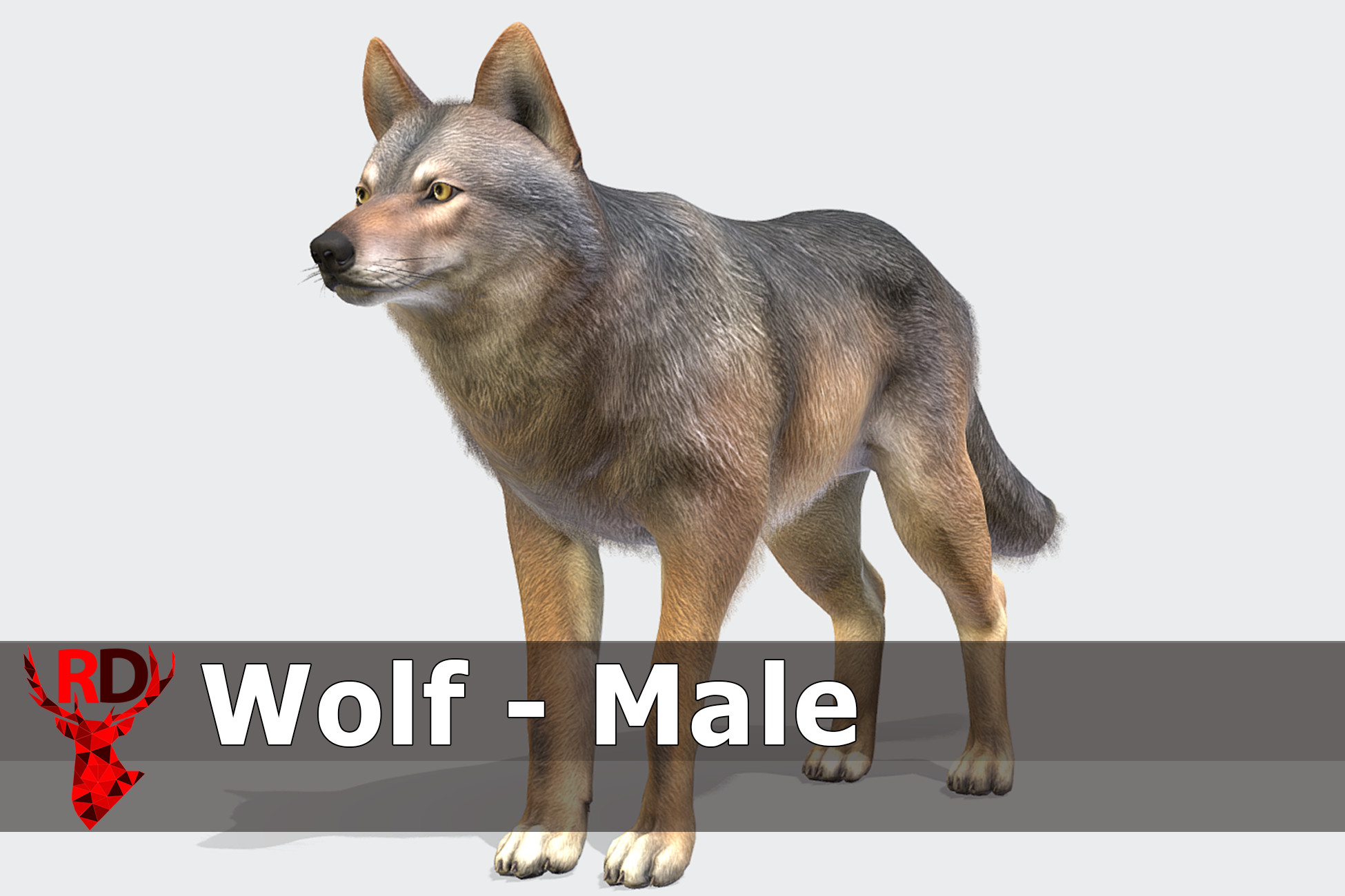 Wolf - Male | Characters | Unity Asset Store