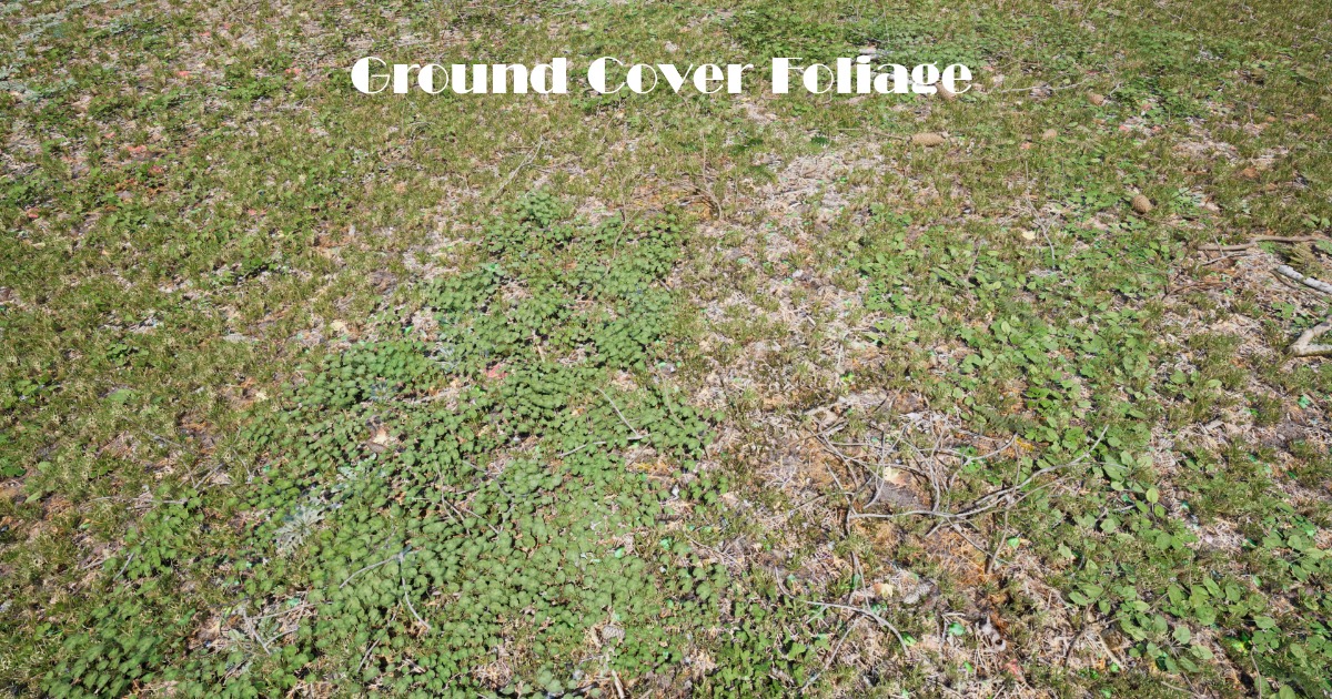 Ground Cover Foliage | 3D Plants | Unity Asset Store