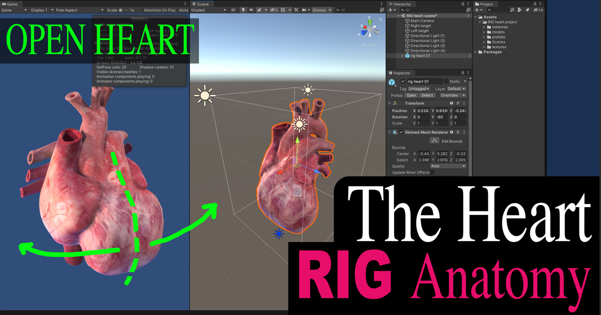 RIG Open Heart Cardiac Cycle | 3D Characters | Unity Asset Store