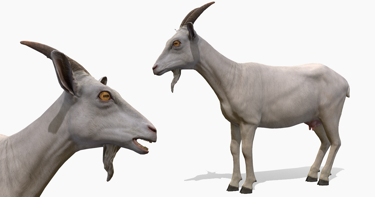 Goat female | Characters | Unity Asset Store