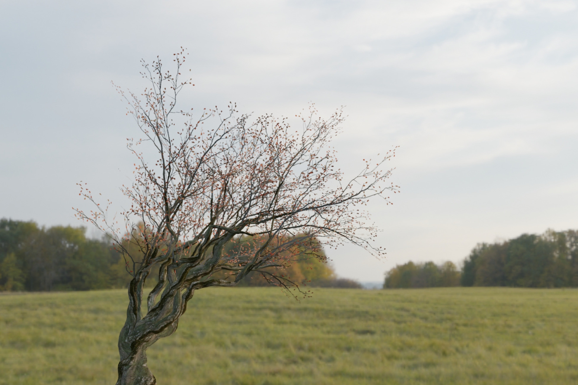 Free English Oak Set | 3D Trees | Unity Asset Store