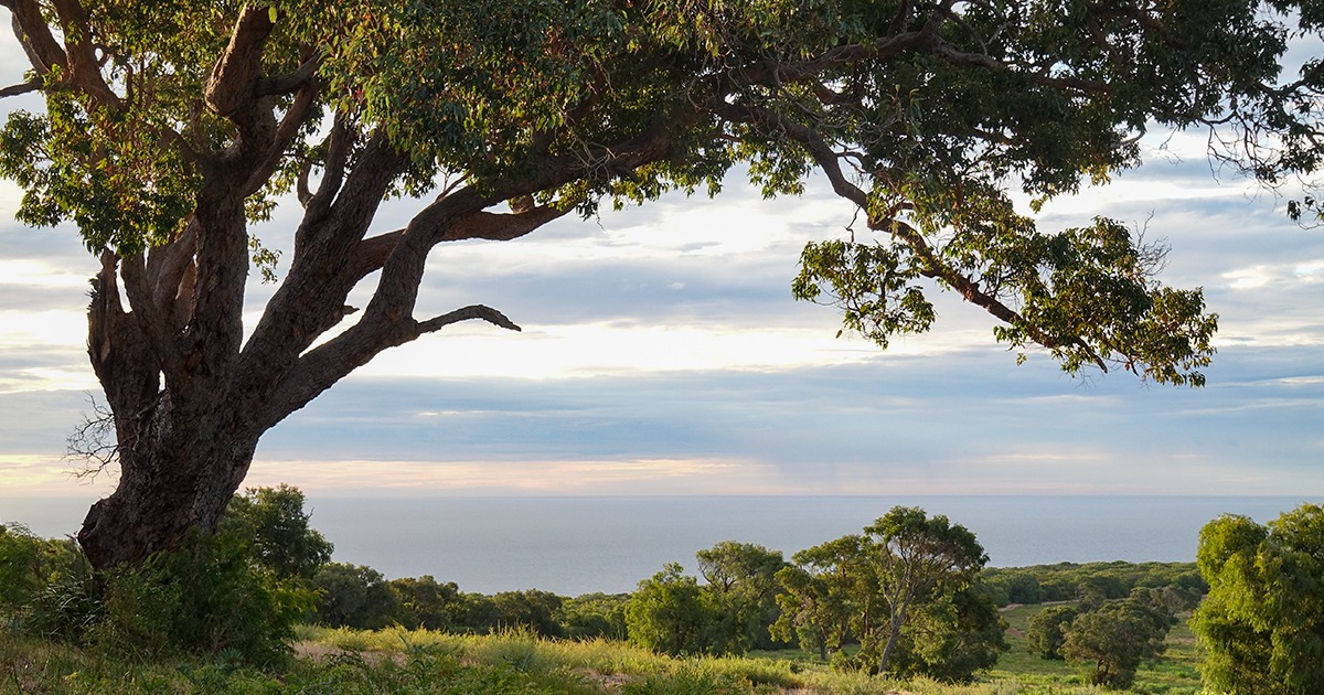 Sounds of Australia - Natural ambiences | Nature Ambient | Unity Asset ...