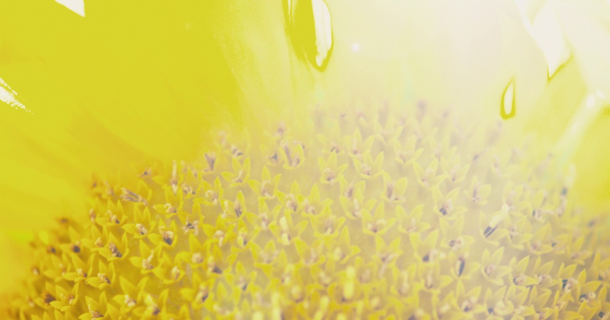 Mellow Spring Bossa Music Pack Vol2 | Audio Music | Unity Asset Store