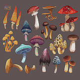 Mushrooms 2D Kit - A