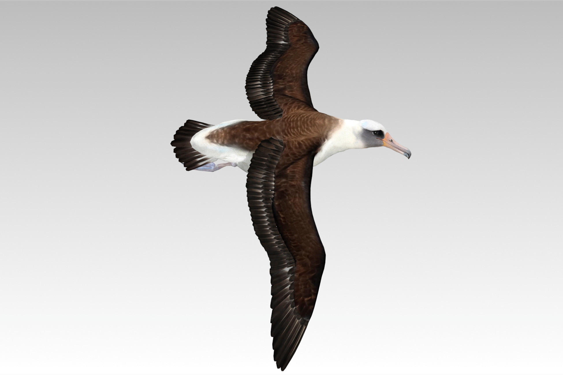 Animated Albatross - Flying Bird | Characters | Unity Asset Store