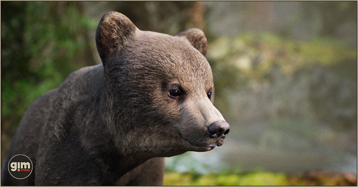Animalia - Brown Bear (young) | 3D Animals | Unity Asset Store