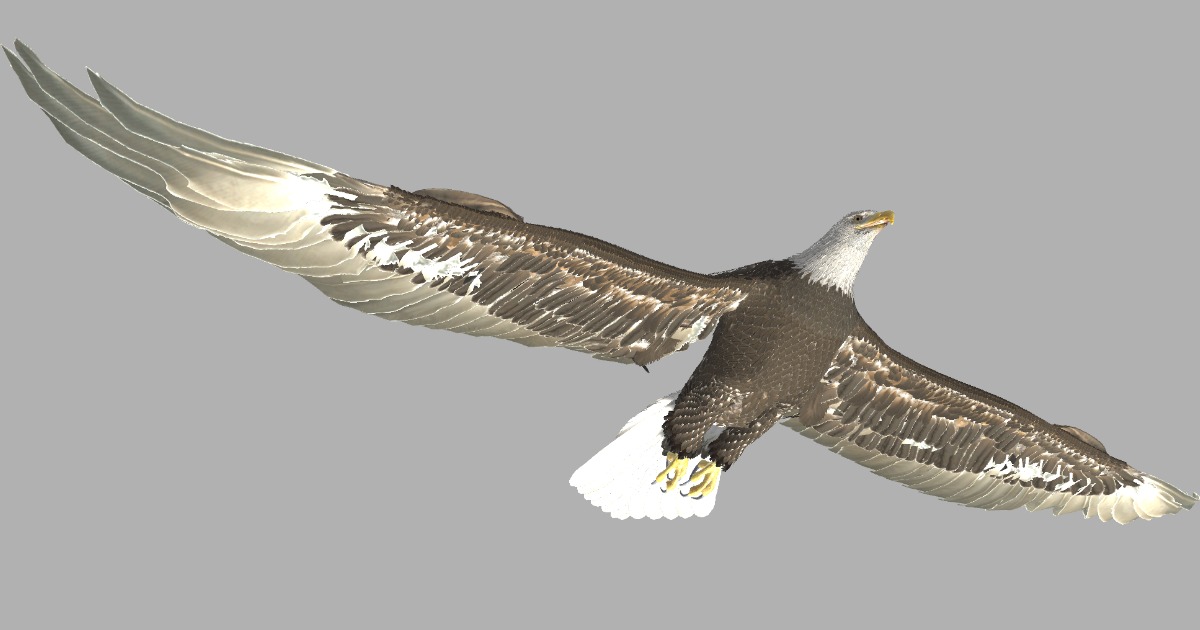 Bald Eagle | キャラクター | Unity Asset Store