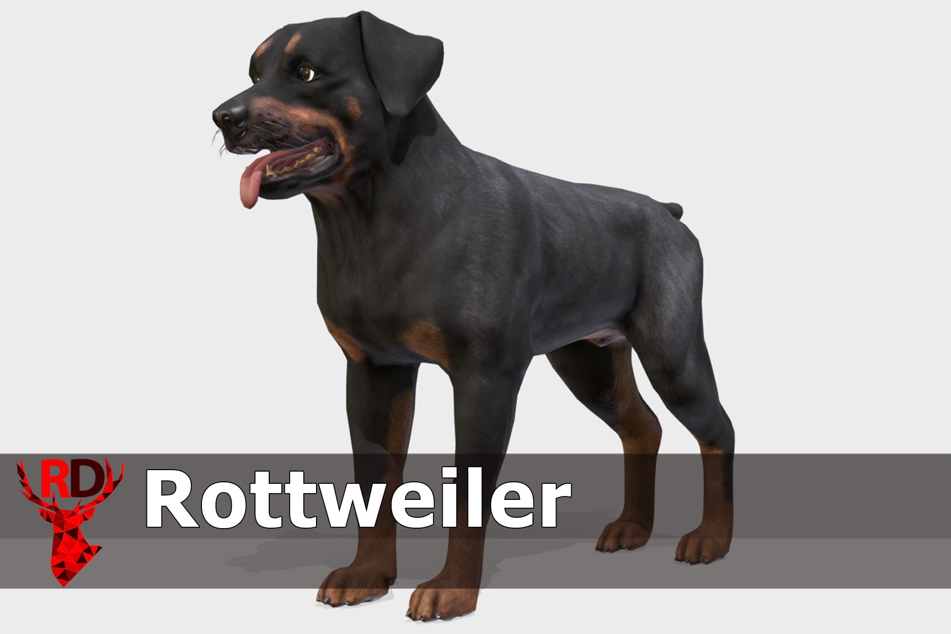 Dog -- Rottweiler | Characters | Unity Asset Store