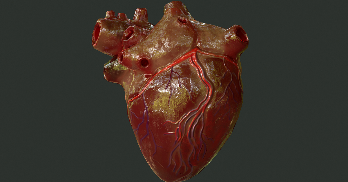 Heart Human | 3D Props | Unity Asset Store
