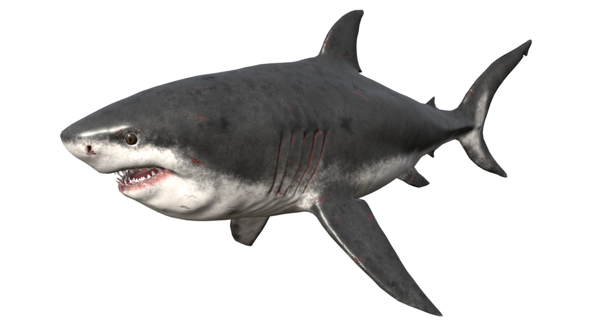 Megalodon | Characters | Unity Asset Store
