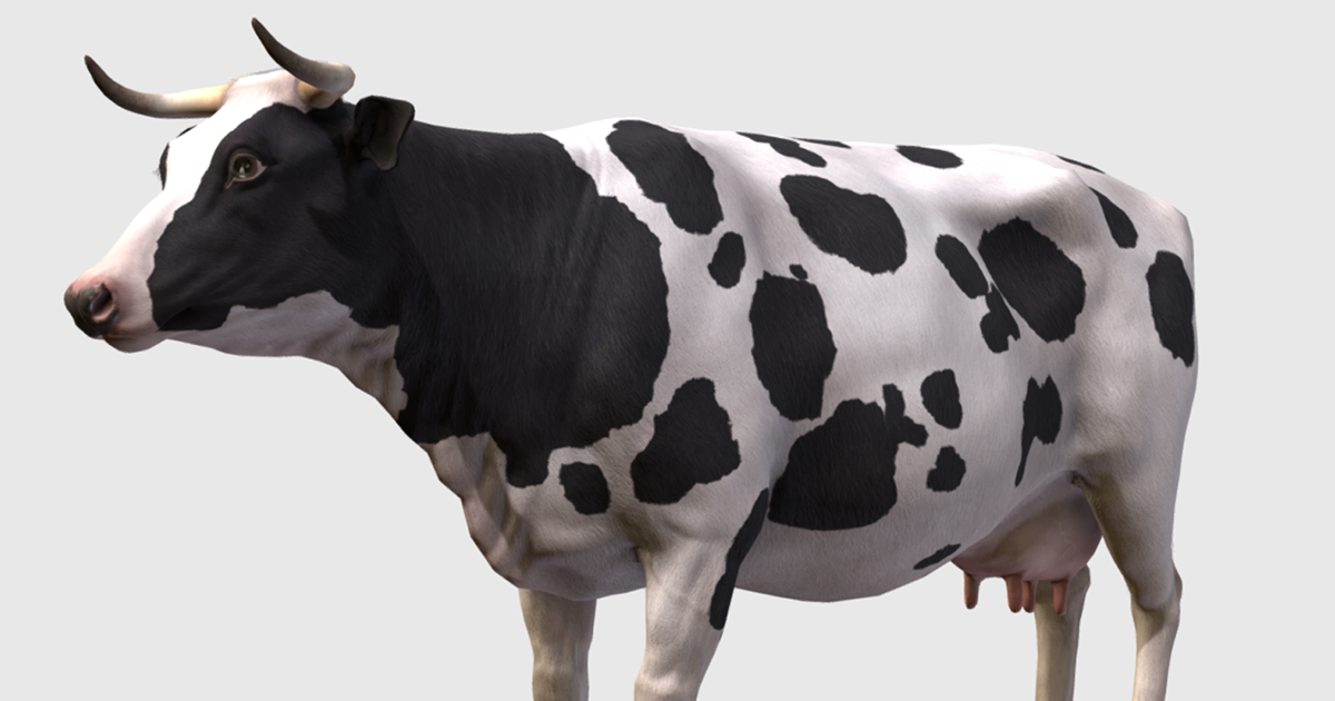 Cow realistic | Characters | Unity Asset Store