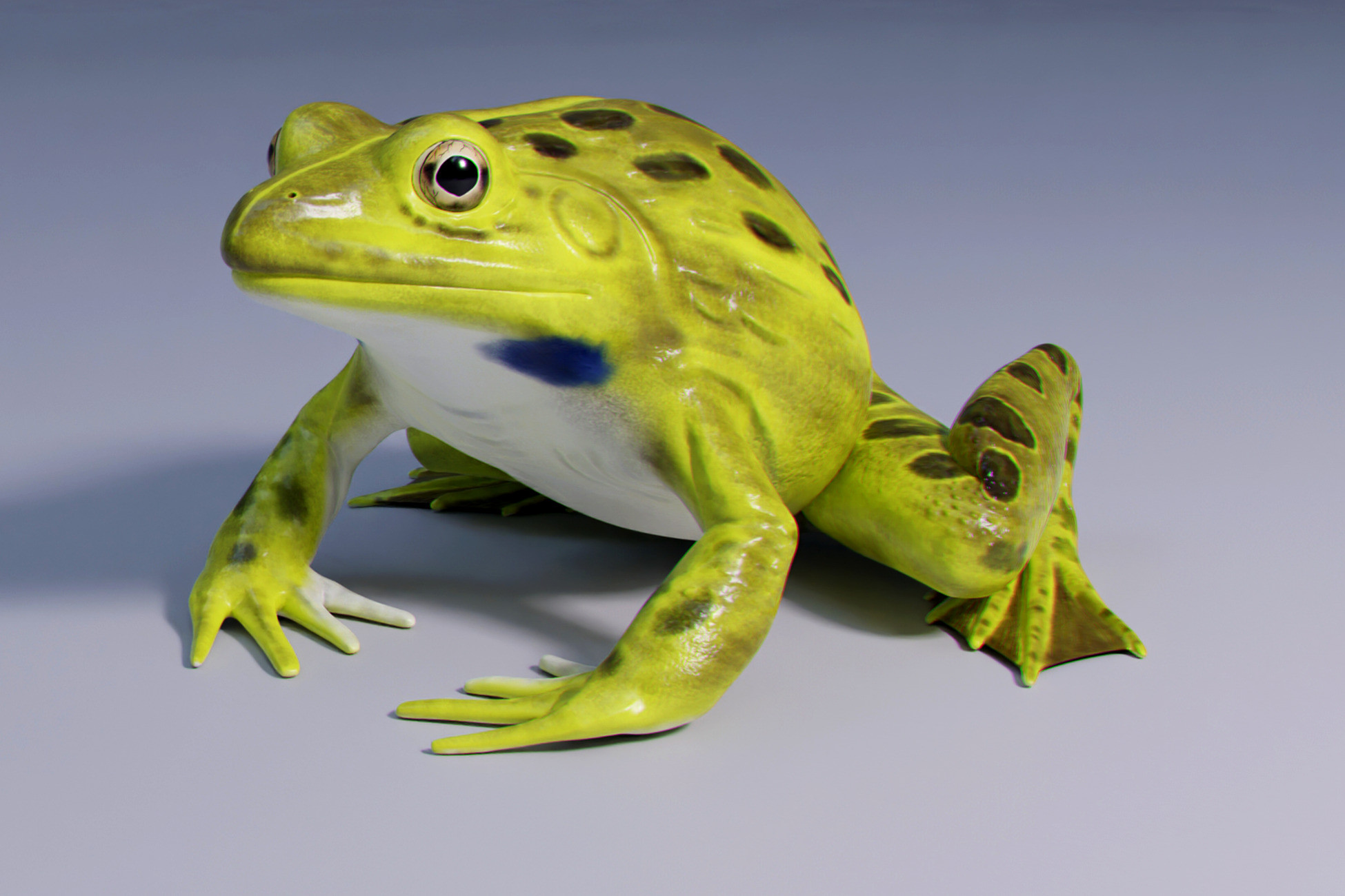 Indian Bullfrog | 3D 动物 | Unity Asset Store