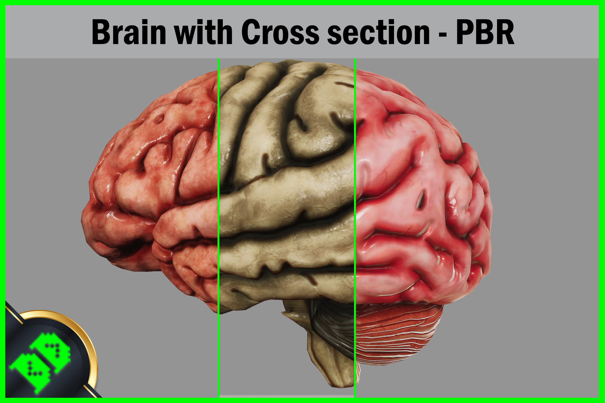 Brain with Cross section - PBR | 3D Humanoids | Unity Asset Store