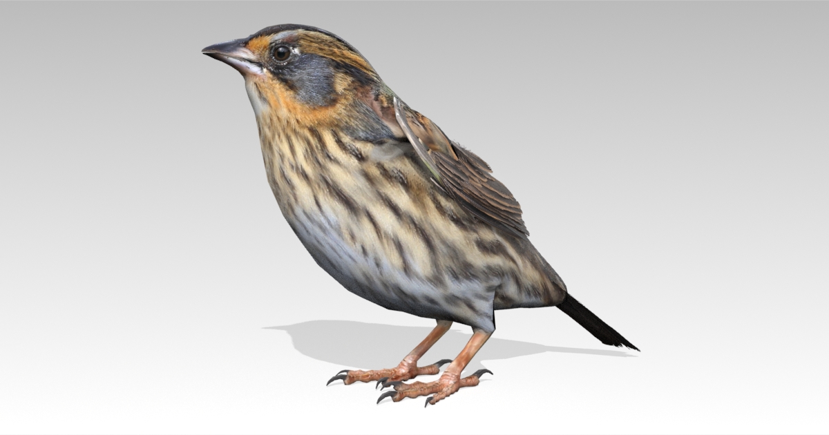 Saltmarsh Sparrow | Characters | Unity Asset Store