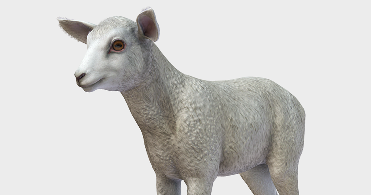 Lamb | Characters | Unity Asset Store