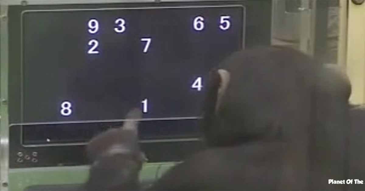 Seventeen (Chimpanzee Memory) | 包 | Unity Asset Store