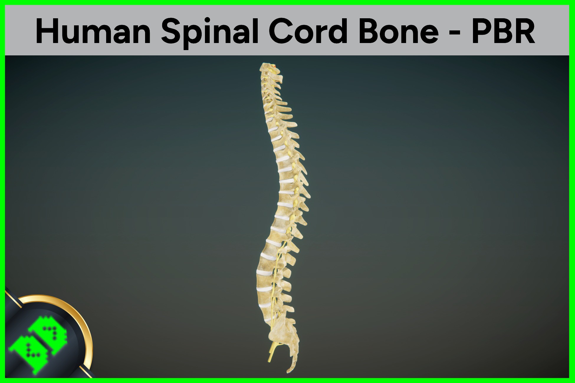 Human Spinal Cord Bone - PBR | 캐릭터 | Unity Asset Store